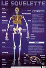 Key Stage 2 MFL posters: Buy educational workbooks, dictionaries ...